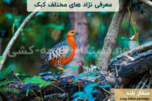 پرورش کبک | راهنمای قدم به قدم | پرورش ، تغذیه ، جوجه کشی | دستگاه جوجه ...